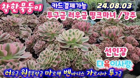 다육이사랑1착한국민이 에어니옴핑크마녀 러우금 원종방울복랑금라울핑크마녀철화가이야투구금마디바 Youtube