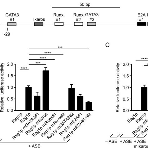 Rag Gene Expression Analyzed In Transcription Factor Ko Vl3 3m2 Cells Download Scientific