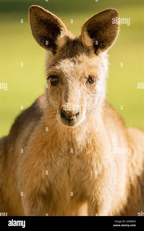 The Eastern Grey Kangaroo Is A Marsupial Found In The Eastern Third Of Australia With A