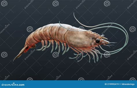 3d Render Of Prawn Stock Illustration Illustration Of Aquatic 219995419