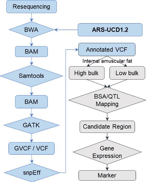 Workflow Of Variants Calling Blue Boxes And Qtl Mapping Grey Boxes Download Scientific