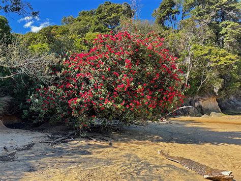 Metrosideros Excelsa Myrtaceae