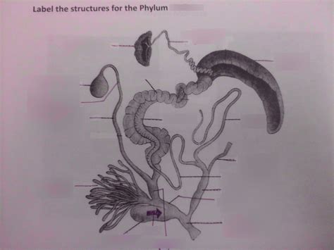 Phylum Mollusca Page 4 Diagram Quizlet