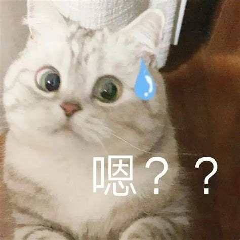 猫猫表情包 高清图片，堆糖，美图壁纸兴趣社区