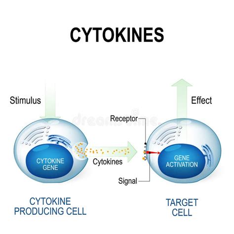 Cytokines Stock Illustrations 435 Cytokines Stock Illustrations