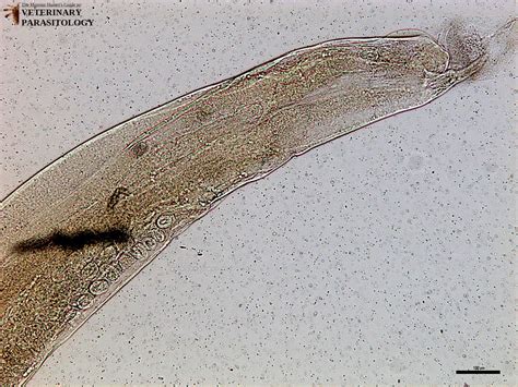 Metastrongylus Sp Roundworms Monster Hunters Guide To Veterinary Parasitology