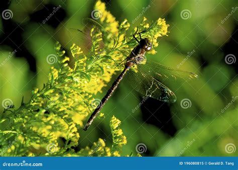 Shadow Darner Dragonfly 53132 Stock Image Image Of Odonata Perched