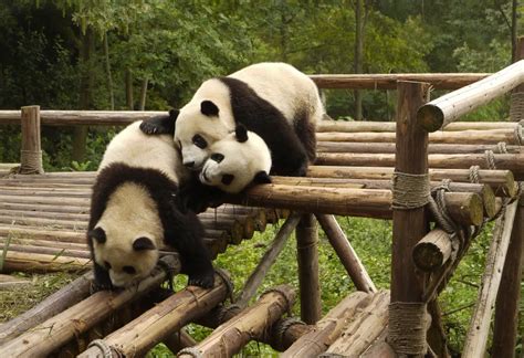 Giant Panda In Natural Habitat
