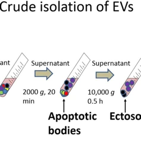 Exosome Isolation Using Differential Ultracentrifugation The Concept Download Scientific