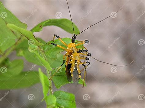 Closeup Of An Assassin Bug Harpactorinae Mating On A Green Leaf With