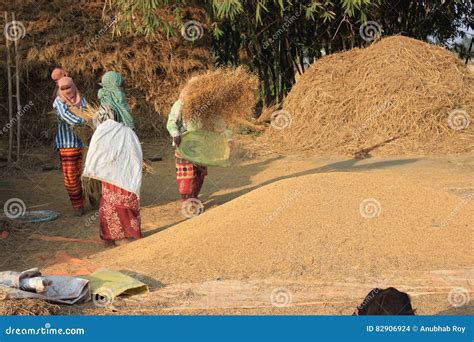 Winnowing Women Threshing Paddy Three Women Are Busy In Winnowing