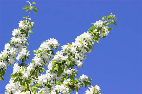 나무 하얀색 꽃 Pixabay의 무료 사진 Pixabay