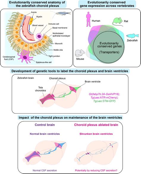 The Evolutionary Conserved Choroid Plexus Sustains The Homeostasis Of Brain Ventricles In