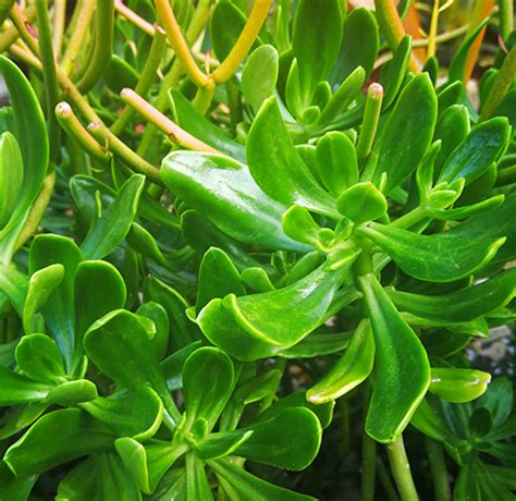 Sedum Praealtum Green Cockscomb Sedum Au