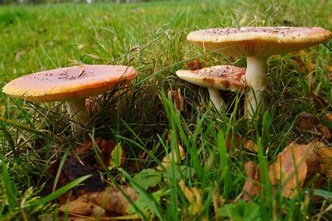 비행 거리 Agaric 버섯 진균류 숲 Pixabay의 무료 사진 Pixabay