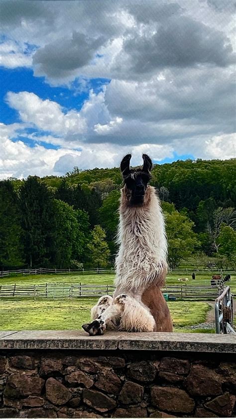 You May Have Knit With Or Heard Of Alpaca Fiber Spun Into Yarn— But Did You Know Llama Fiber Is