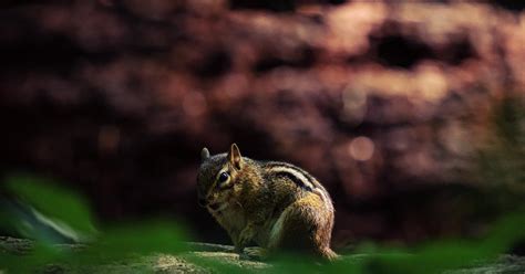 A Chipmunk In The Woods R Photocritique