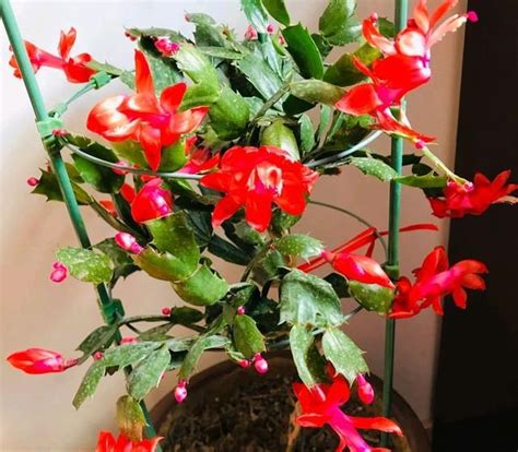 什麼是短日照植物快立夏了蟹爪蘭還在使勁長花苞怎麼養開花 壹讀
