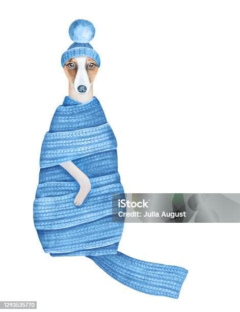 블루 따뜻한 니트 스카프와 폼폼이 있는 아늑한 비니 캡을 입은 귀여운 강아지의 수채화 일러스트 흰색 배경에 손으로 그린 수채화 그래픽 페인팅 창조적 인 디자인을위한 고립 된