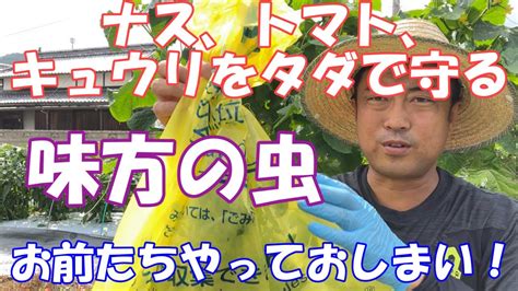 ナストマトキュウリの害虫を食べてくれる虫と住処を提供しますアザミウマコナジラミを食べちゃう味方タバコカスミカメ 増やしすぎに注意し