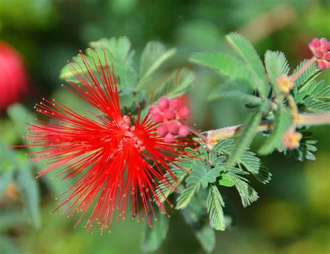 7 Red Flowering Shrubs For Every Garden Plantglossary