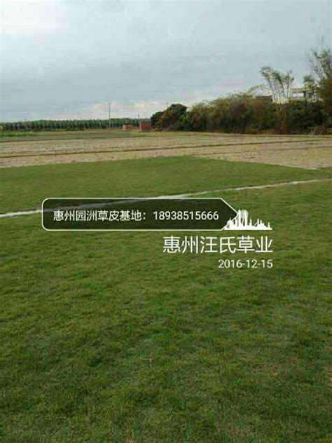 惠州草皮场 广东马尼拉草坪场 深圳马尼拉草皮基地 第8页 大山谷图库
