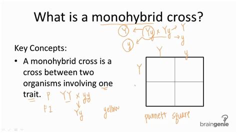 Explain Monohybrid Cross With An Example