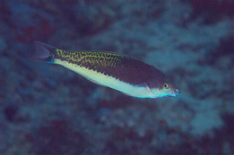 Pseudocoris Pseudocoris