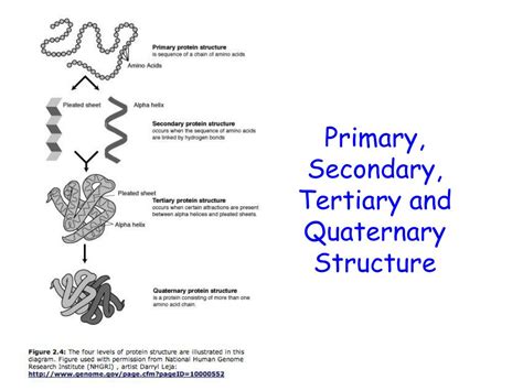 What Is Primary Secondary Tertiary And Quaternary Structure At Joy Cassidy Blog