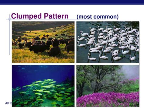 Ppt Population Ecology Powerpoint Presentation Free Download Id 3606006