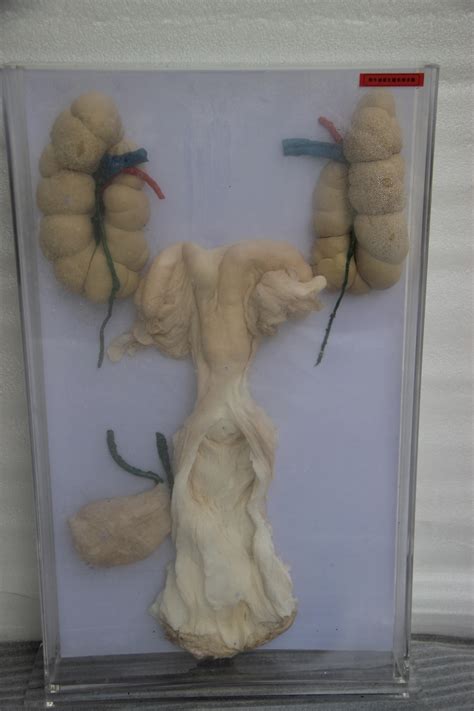 母牛生殖系统 郑州胜泽生物科技有限公司