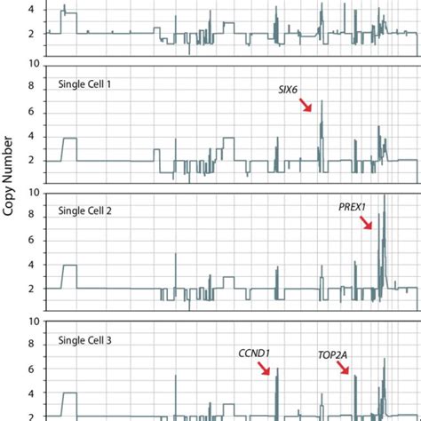 Single Cell Copy Number Analysis Reveals Somatic Mosaicism Of
