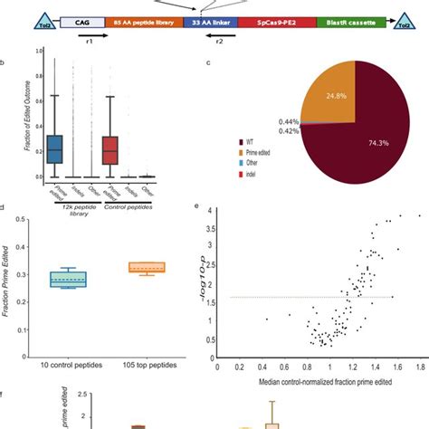 Pdf Peptide Fusion Improves Prime Editing Efficiency