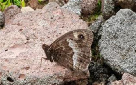 기후변화에 고지대 내몰리는 한라산 나비 개체수도 급감