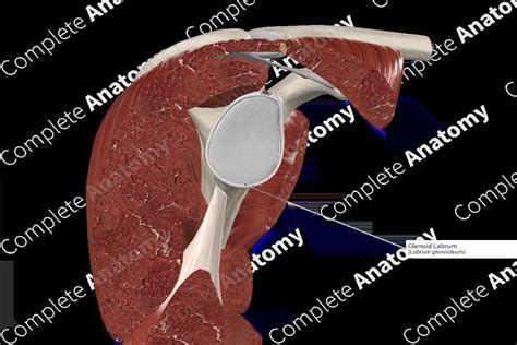 Glenoid Labrum Complete Anatomy
