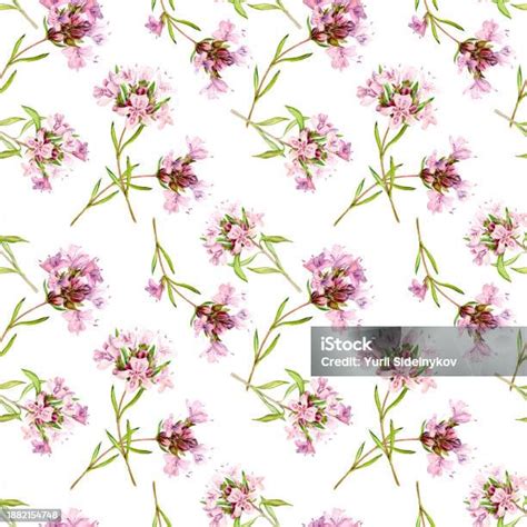 손으로 그린 백리향 가지와 함께 수채화 이음새가 없는 패턴입니다 음식 차 아로마 오일을위한 아름다운 디자인 직물 벽지 포장에 인쇄하기 위한 그림 0명에 대한 스톡 벡터 아트