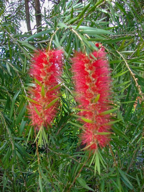 Callistemon Viminalis Acacia Llc