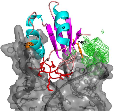 Figure 2 From Structure Of The Rna Binding Domain Of A Dead Box Helicase Bound To Its Ribosomal