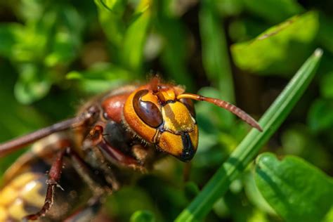 Hornet Or Wasp Whats The Difference Poulin S Pest Control