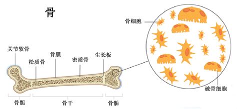 长骨骨骺 骨骺骨折 骨骺 大山谷图库