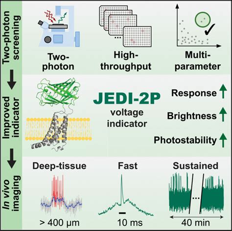 Sustained Deep Tissue Voltage Recording Using A Fast Indicator Evolved For Two Photon Microscopy