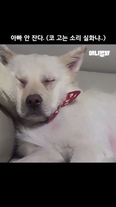 아빠 안 잔다 코 고는 소리 실화냐 Youtube