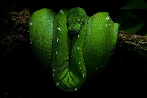 Green Tree Python Wallpapers Wallpaper Cave