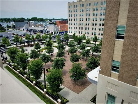 Silva Cell Trees Years Of Growth Deeproot Blog