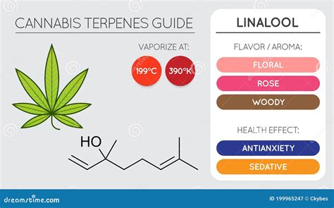 Cannabis Terpene Guide Information Chart Aroma And Flavor With Health Benefits And Vaporize