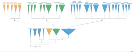 Tree Flashcards Quizlet