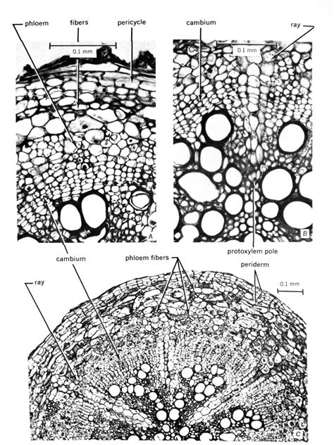 Dicot Root Secondary Growth