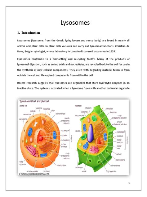 Lysosomes Pdf Lysosome Vesicle Biology And Chemistry