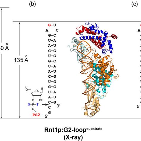 Three Dimensional Structures Of Double Stranded Rna Binding Domain Download Scientific Diagram