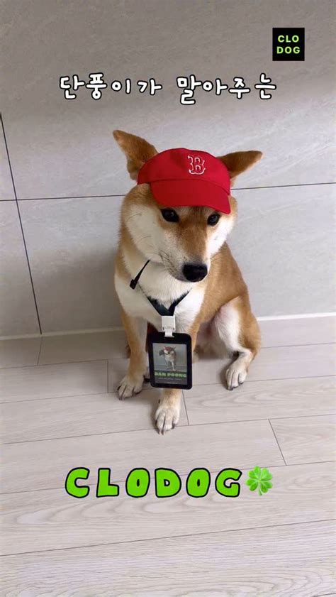 상남자 김단풍 김단풍 X 애니먼 공구 예고🩵 슬로우 식기 타임볼 머큐리 펫밀크 애니유 180ml 10개입 🍼 앙뇽 친구들 내가 정말 좋아하는 펫밀크를 가져왔어